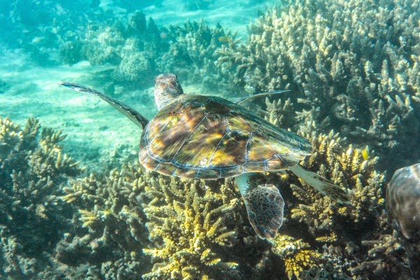 Big Caravan Adventures: Whalesharks at Exmouth