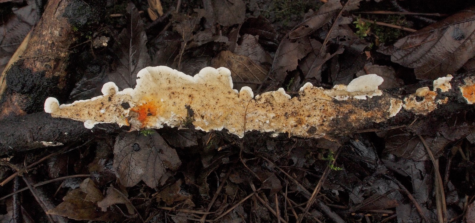 Calderdale Fungi - Halifax Scientific Society - Mycology Section: Dodge ...