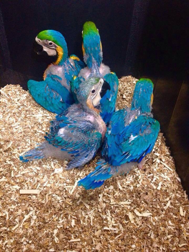 African Grey, Hyacinth Macaws Cockatoos and Fertile Eggs Avalaible ...