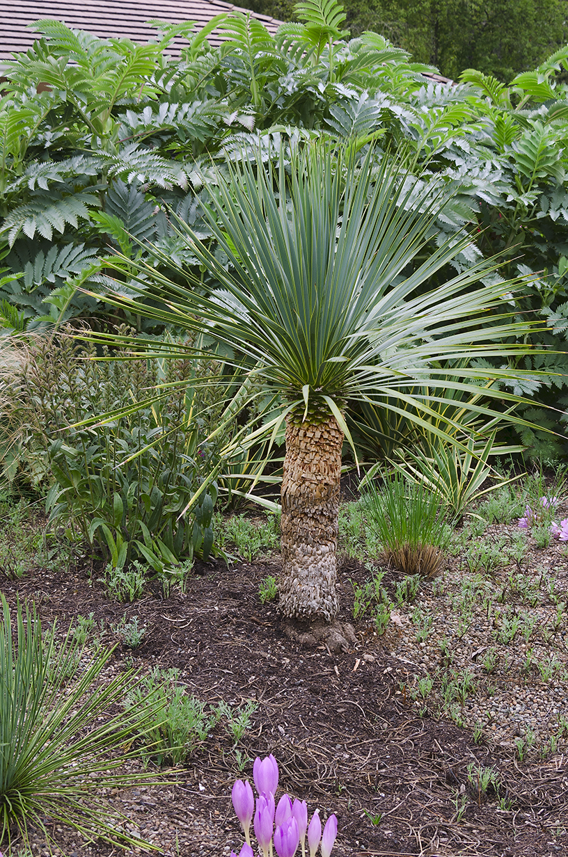 Linda Cochran's Garden: Yucca Rostrata