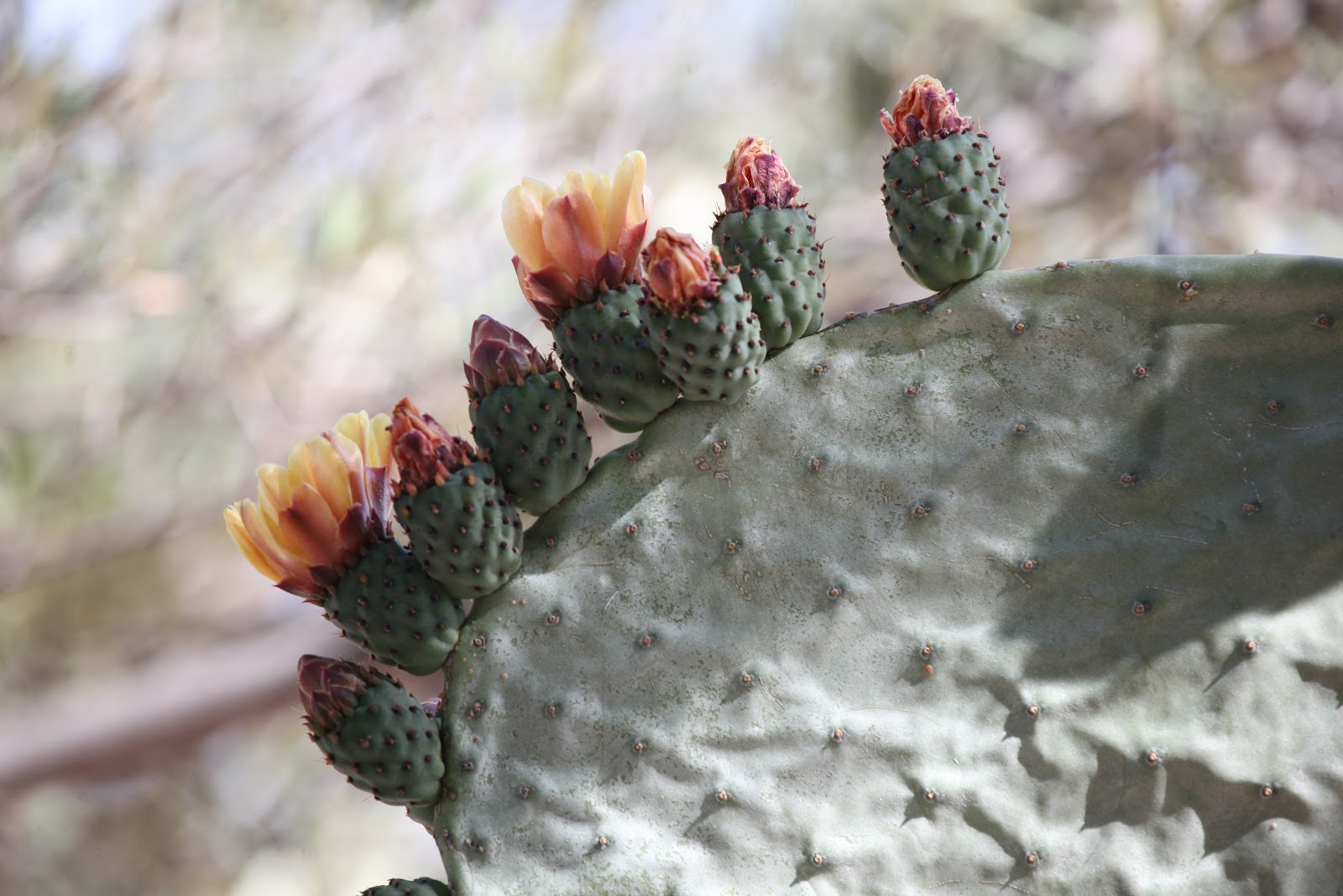 The Azure Gate: More Flowering Flora Fotos