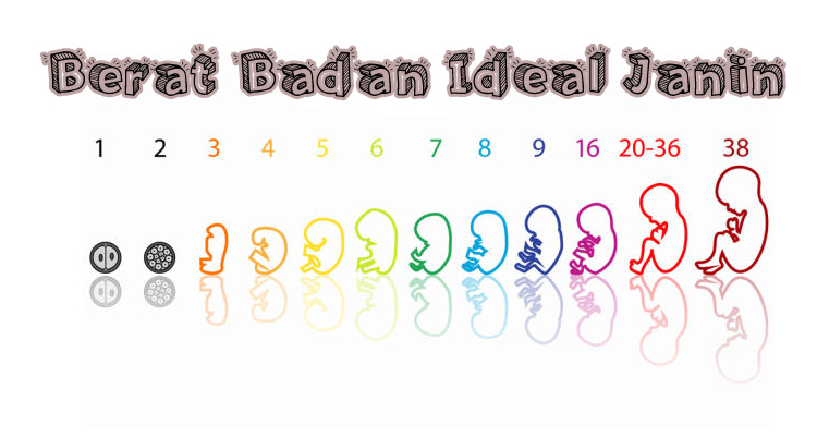 Berat Badan Ideal Janin - tikaajahcukup