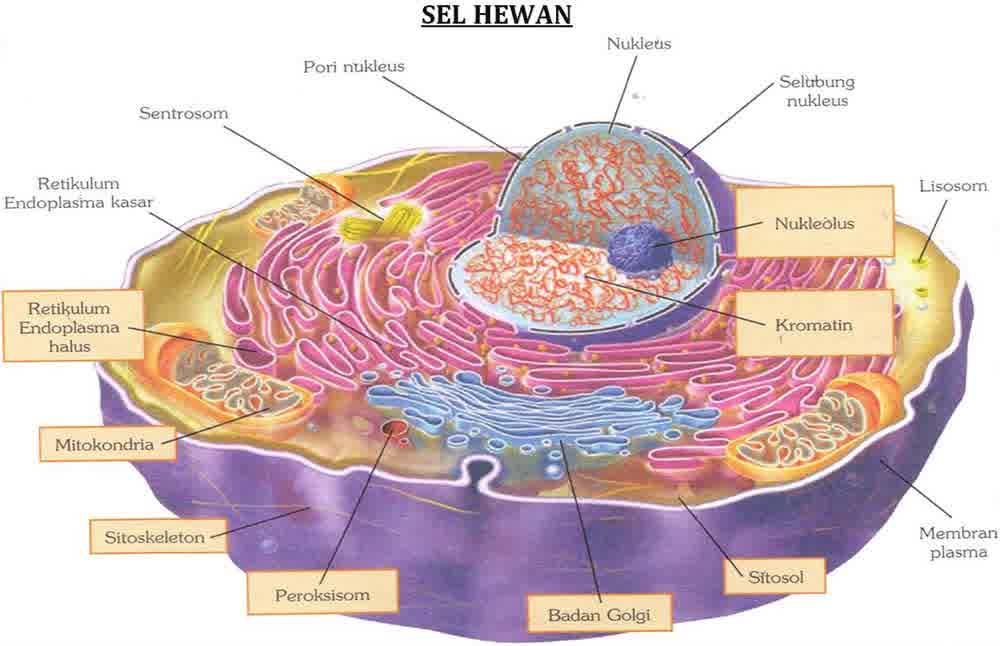Organel Sel ~ Biologi
