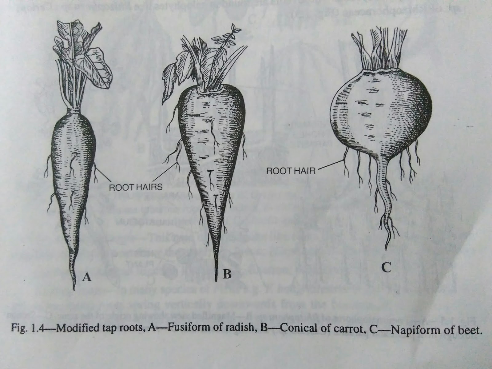 Roots: modified roots and functions of root-digieduco