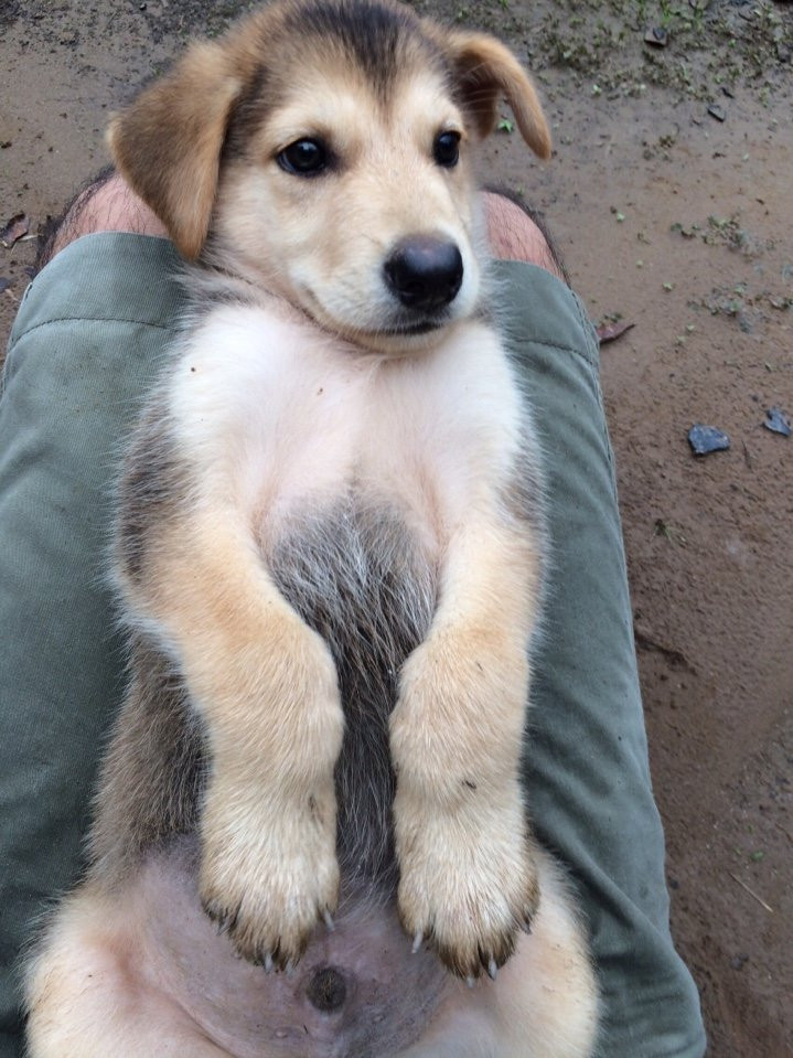 Bán chó con, Bán chó con tại Cần Thơ, Bán chó con giá rẻ: Bán chó con ...