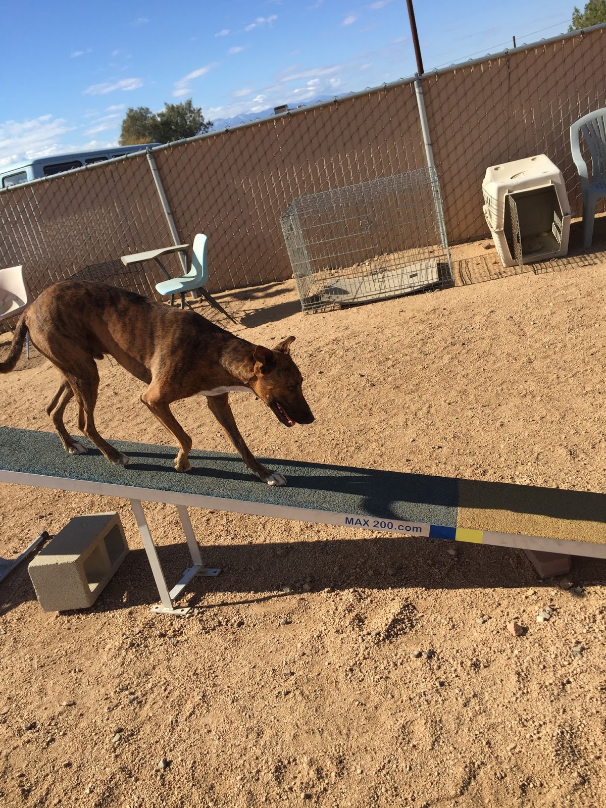 Hayley's Dog Agility Training: Working with Strider using a Tunnel and ...
