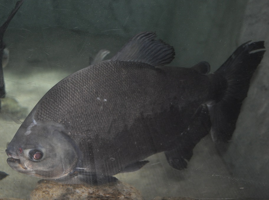 ZOOTOGRAFIANDO (5.836 ANIMALS): PIRAPITINGA / PIRAPITINGA (Piaractus ...