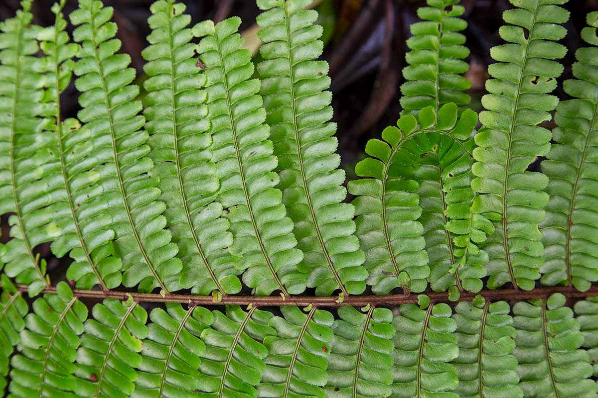 Bob's Photos: Amazon Rainforest Vacation in March