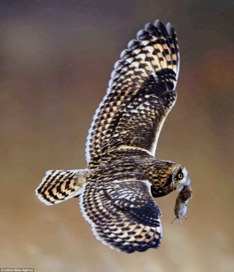 The animal zone: Sniper turned snapper captures stunning wildlife shots ...