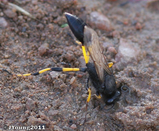 South African Photographs: Mud Dauber Wasp (Sceliphron spirifex) Sphecidae