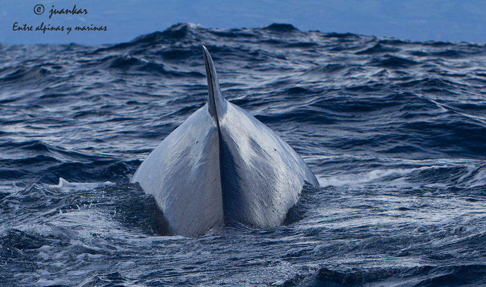 Miradas Cantábricas: Rorcual común en Azores.