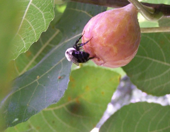 The Quiet Life: FIgeater beetles and wasps and bees, oh my!