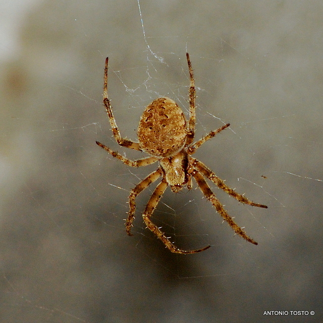 Dominican Spiders: Araneidae
