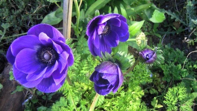 Flores De Sombra Para Interiores