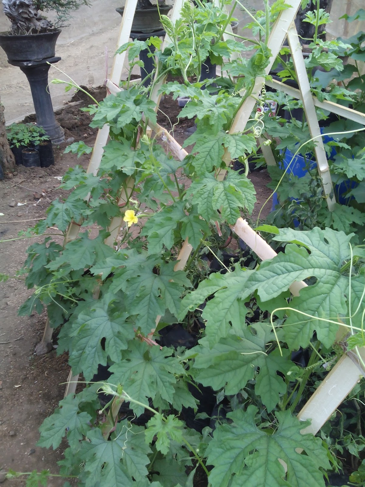 Cara mudah budidaya pare didalam polybag atau pot - Rahmat Tahery