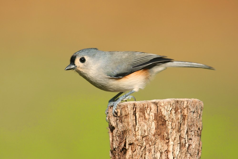 Steve Byland Nature Photography