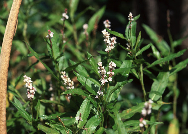 Earth and Space News: Swamp Smartweed (Persicaria hydropiperoides) Has ...
