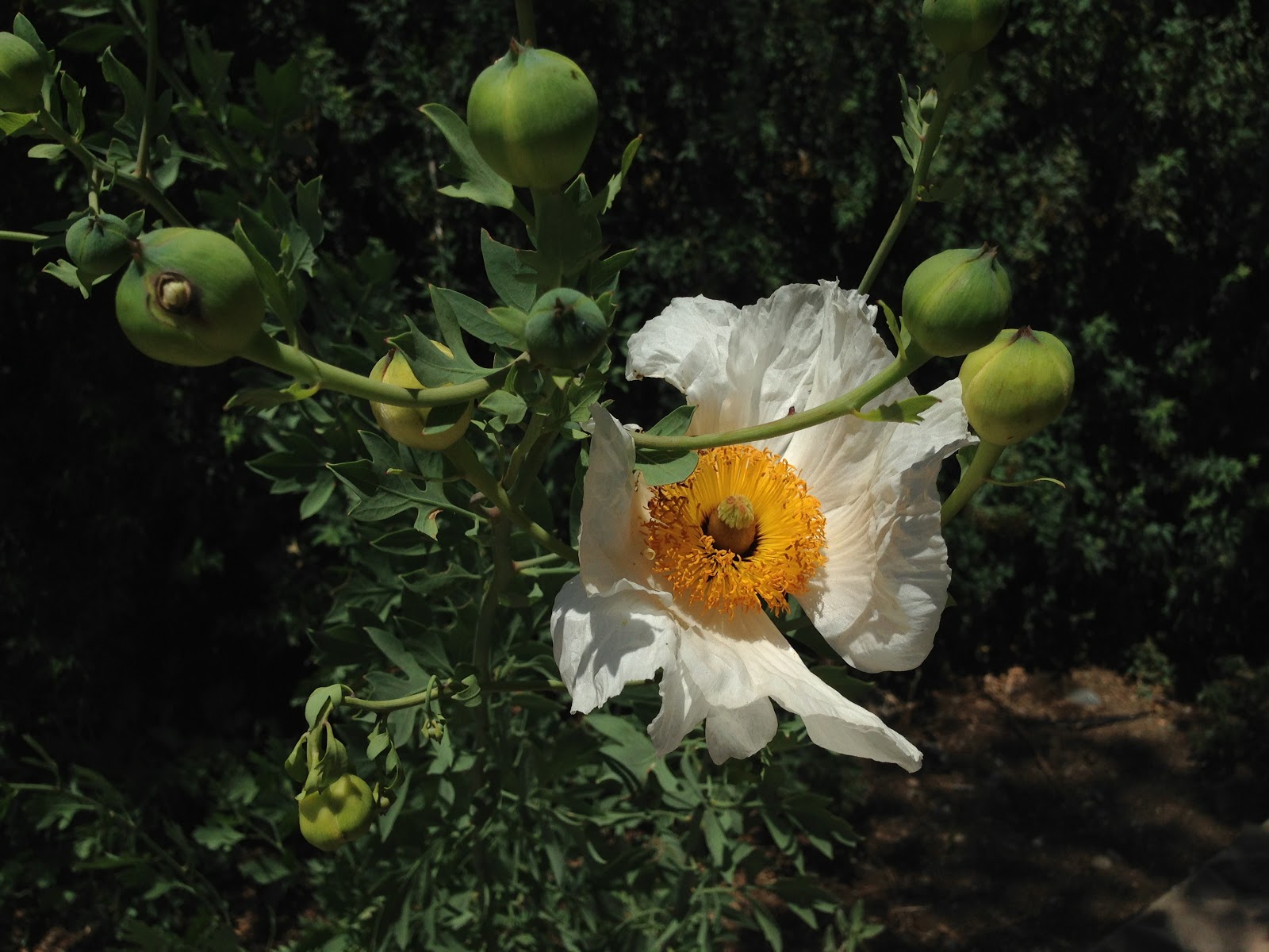 California Native Plants...San Diego Style!!: Romneya coulteri