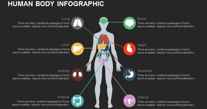 Make Use of This Useful Human Body PowerPoint Template