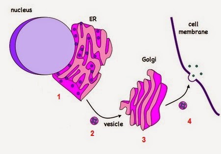 #4. Cell structure and function | Biology Notes for A level