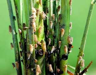 Hama Wereng Coklat Pada Padi - Panduan Teknis Budidaya