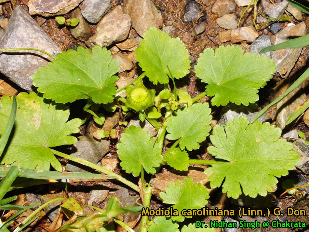 Medicinal Plants: Modiola caroliniana, Bristly-fruited Mallow, Modiola