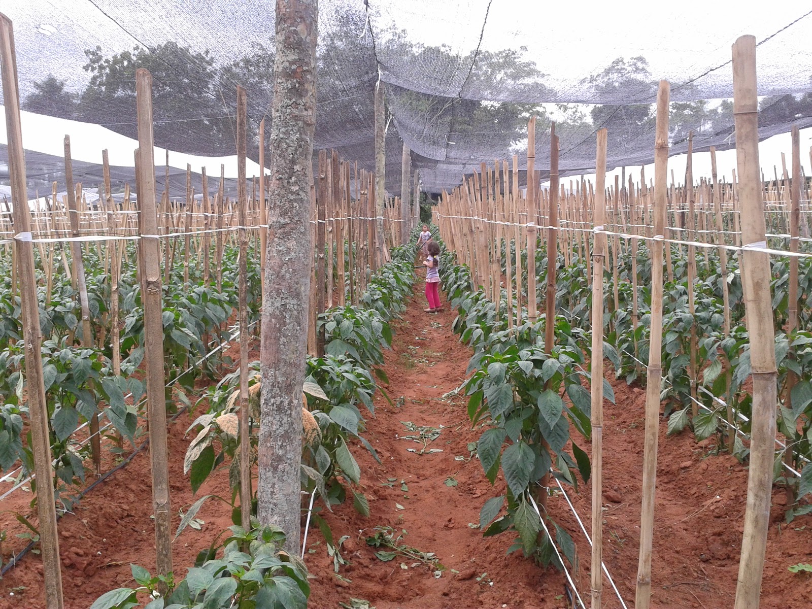 Paraguay: un milagro americano!: Locote paraguayo con calidad de ...