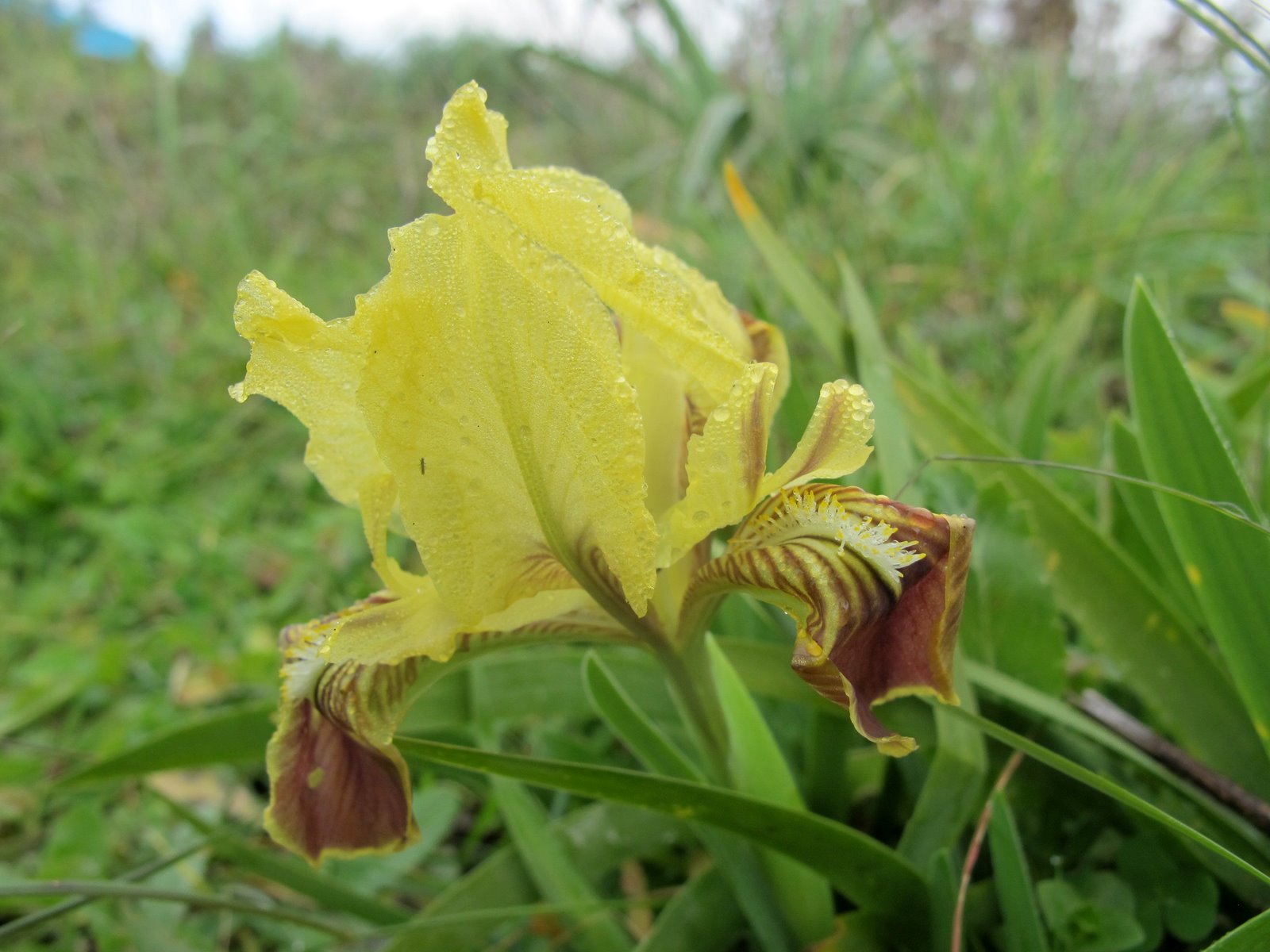 FLORA NEL SALENTO e.. anche altrove: Iris pseudopumila Tineo ...