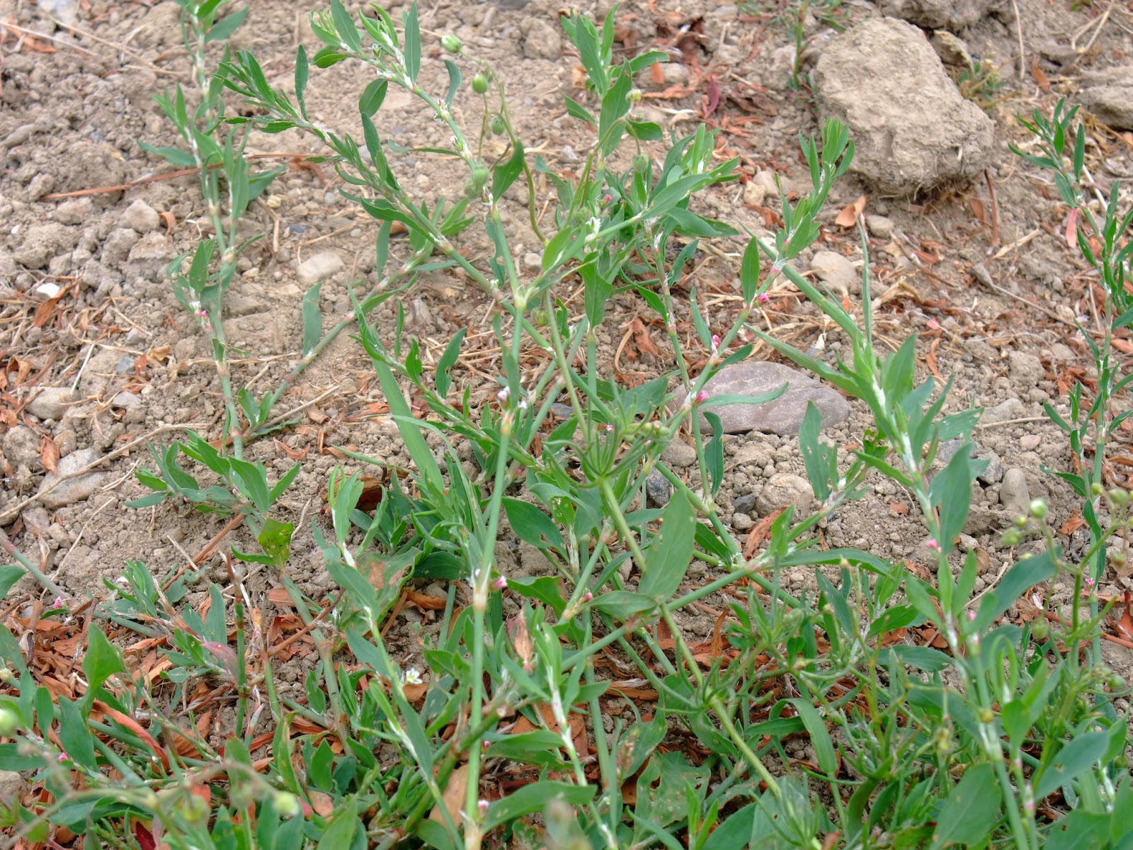 HERBAL PICNIC: KNOTGRASS