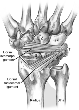 Radiocarpea ~ ILMU KEOLAHRAGAAN