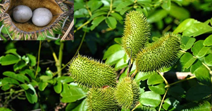 කුඹුරු [Kuburu] (Caesalpinia bonduc) ~ අපේ ඔසුපැළ Medicinal Plants of ...