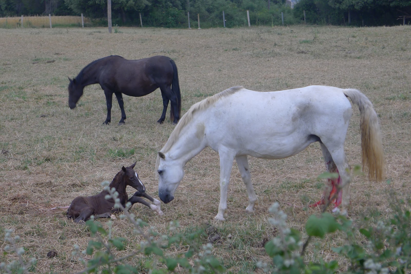 el blog d'en joan vilardell: Ha nascut un poltre