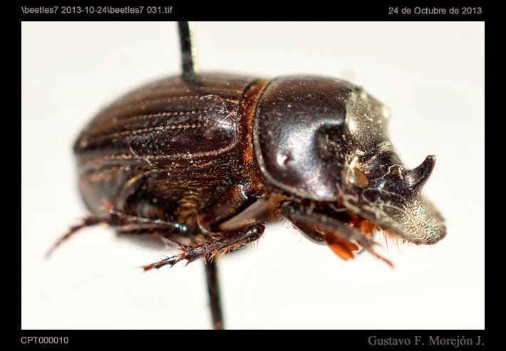 Coleoptera de Ecuador: Ontherus diabolicus Genier, 1996