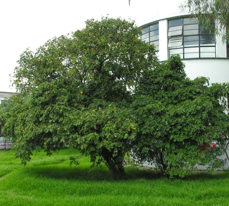 Palmas, arbustos y arboles nativos campus UN: noviembre 2014