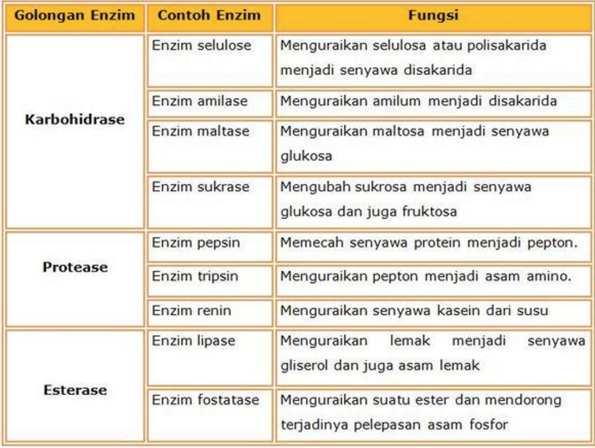 Pengertian dan Fungsi Enzim - Materi Pendidikan Dasar, SMP, SMA, Soal ...