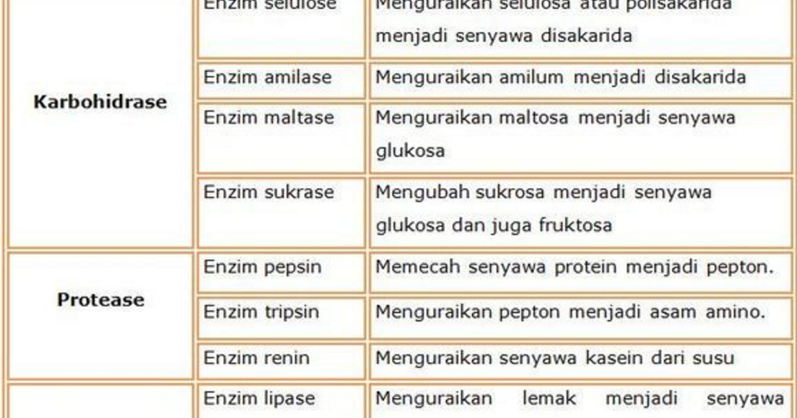 Pengertian dan Fungsi Enzim - Materi Pendidikan Dasar, SMP, SMA, Soal ...