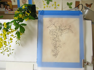 How to Draw Laburnum Trees - Peters Doper1989