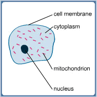 GCSE and AS revision: iGCSE Biology