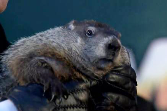 ¡Despierta, marmota, y mira tu sombra! | Cine de Escritor