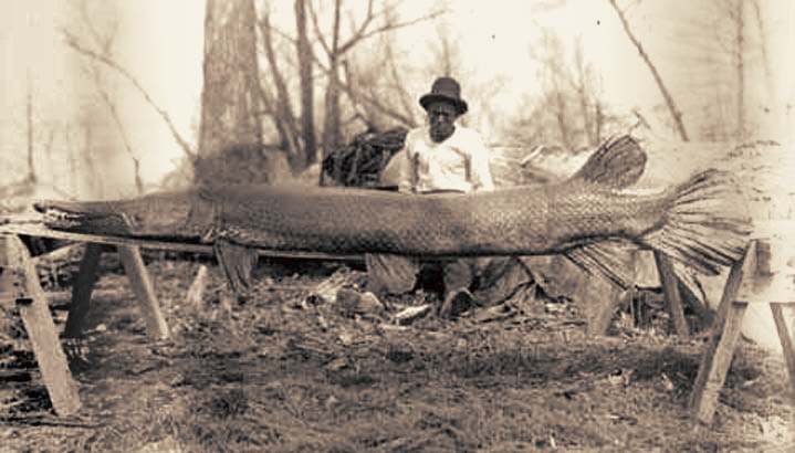 Monster Fish: Alligators Gars