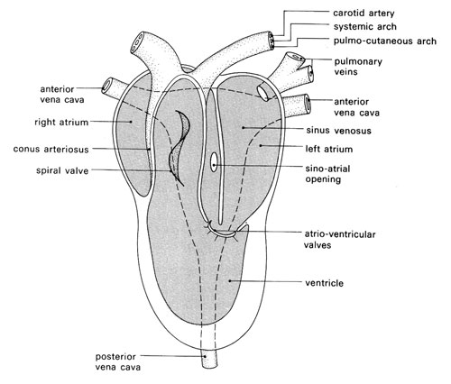 Knowledge Class: The Evolution of Vertebrate Heart in Amphibians: From ...