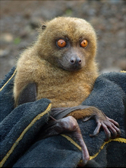 Species New to Science: [Mammalogy • 2005] Mirimiri acrodonta | Fijian ...