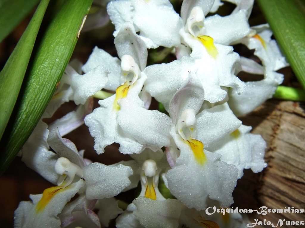 ORQUÍDEAS * BROMÉLIAS: 184 - Orquídea: Rodriguezia bahiensis