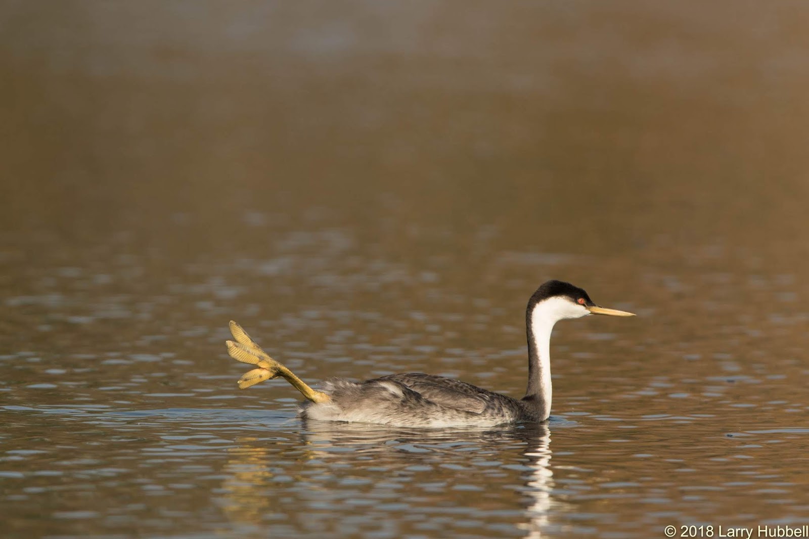Laurelhurst Blog: All About Western Grebes At Union Bay
