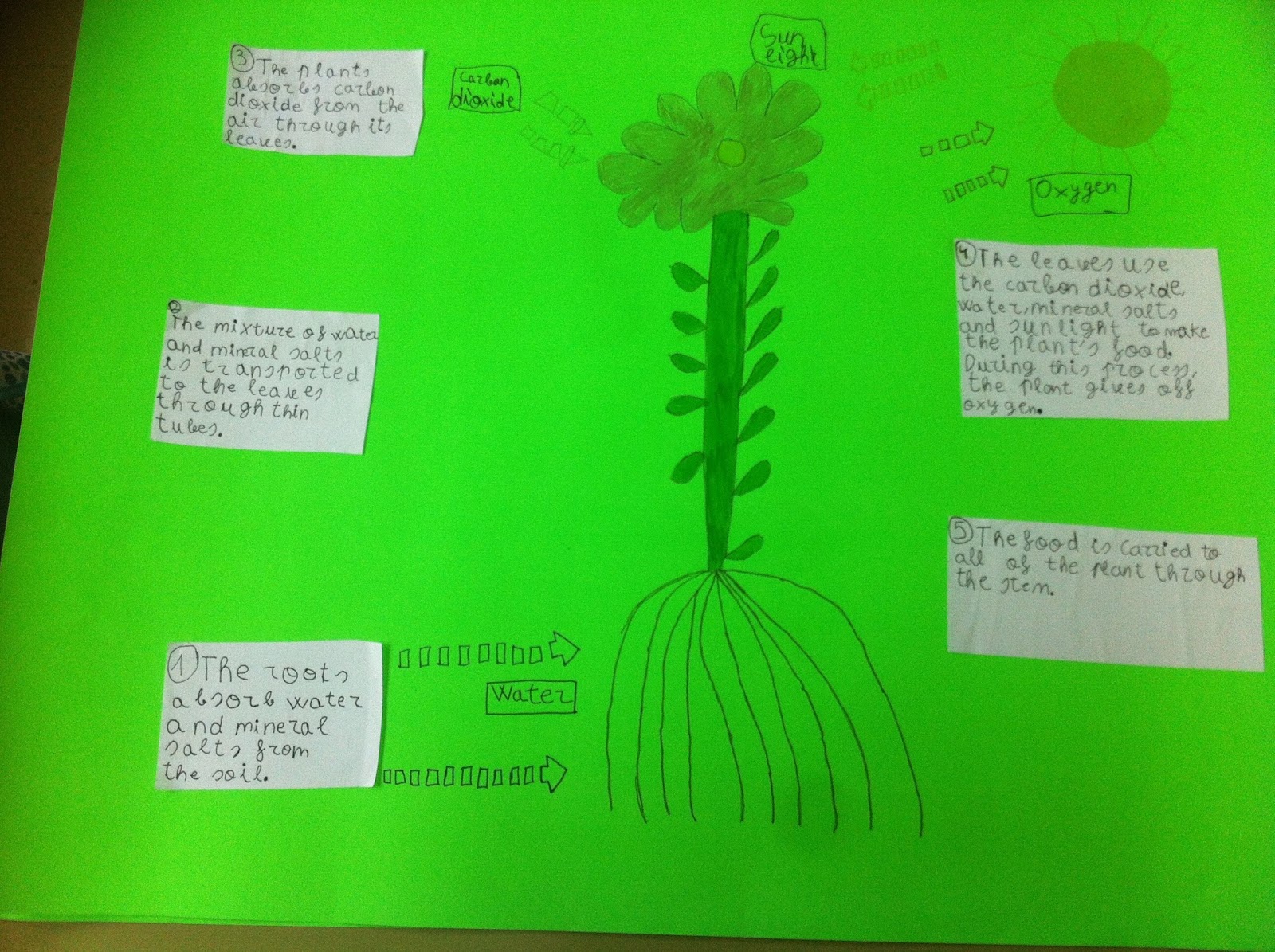Some of the Projects Class 4 How plants make their own food
