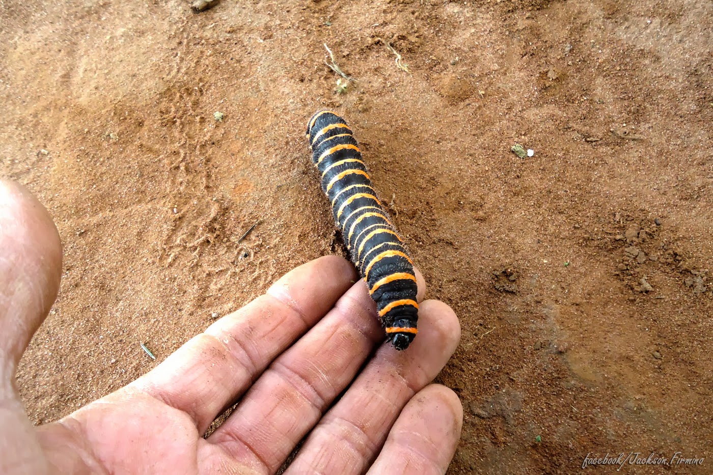Predador de Imagens: MANDRUVÁ - Larva da Mariposa