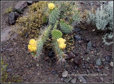 LA PIEDRA ISIDRIS. | Huellas Cuyanas