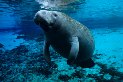 The Jungle Store: The Slow-Moving Manatee
