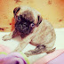 The Proper Pug