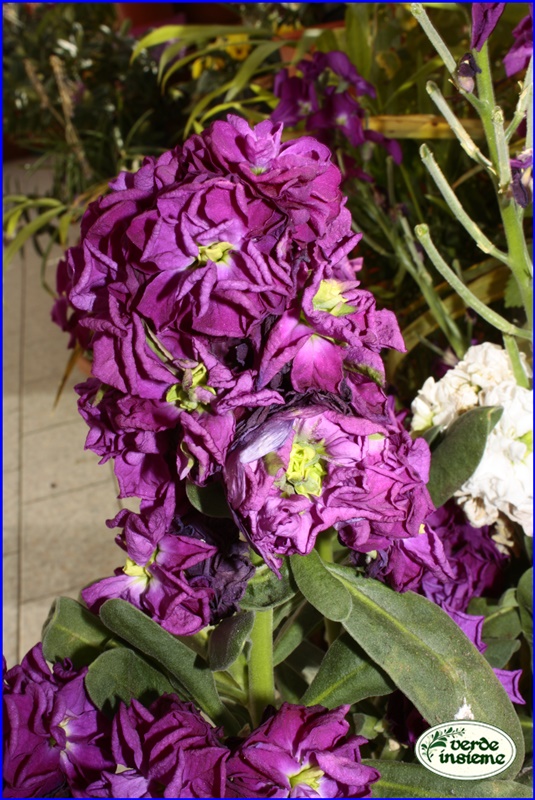 Violacciocca, il fiore di San Giuseppe